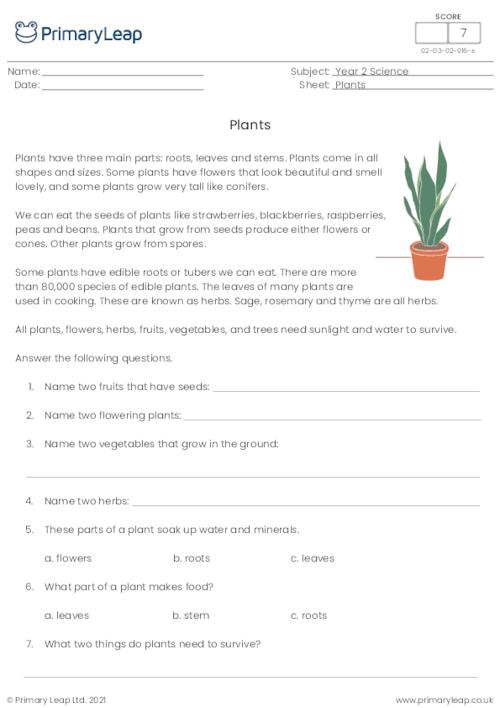 Science Plant Questions Worksheet PrimaryLeap co uk Science Plant Questions Worksheet PrimaryLeap co uk