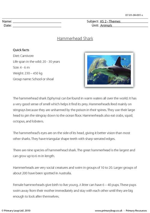 Year 3 - English: Hammerhead shark comprehension