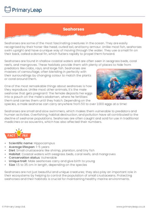 Year 6 - English: Seahorses Reading Comprehension