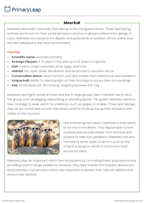 Year 5 - English: Meerkat Reading Comprehension