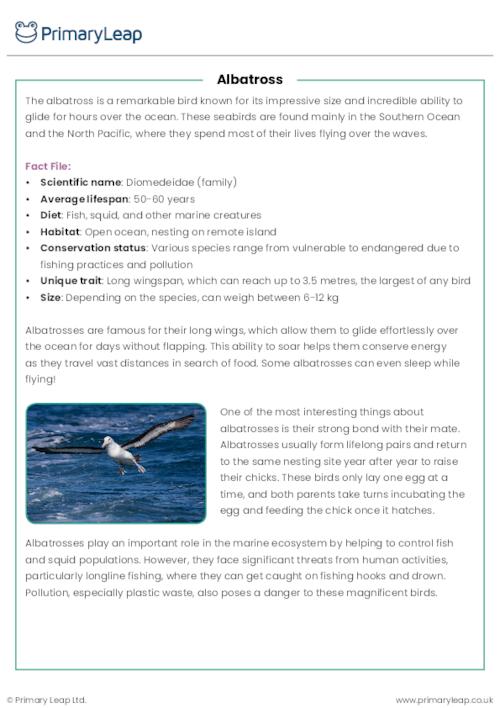 Year 5 - English: Albatross Reading Comprehension