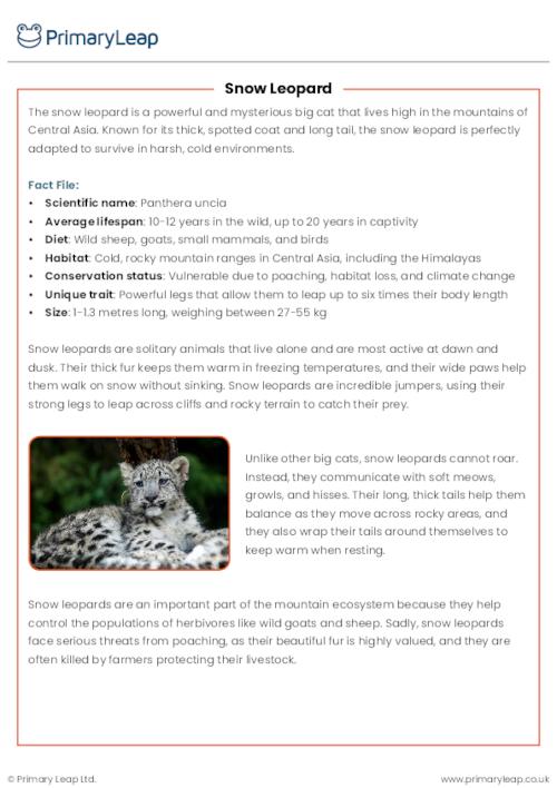 Year 5 - English: Snow Leopard Reading Comprehension