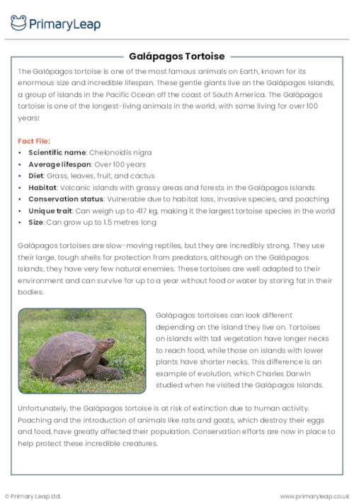 Year 5 - English: Galápagos Tortoise Reading Comprehension