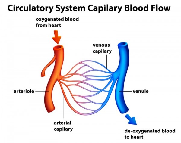 Biology: The Heart: Level 1 activity for kids | PrimaryLeap.co.uk
