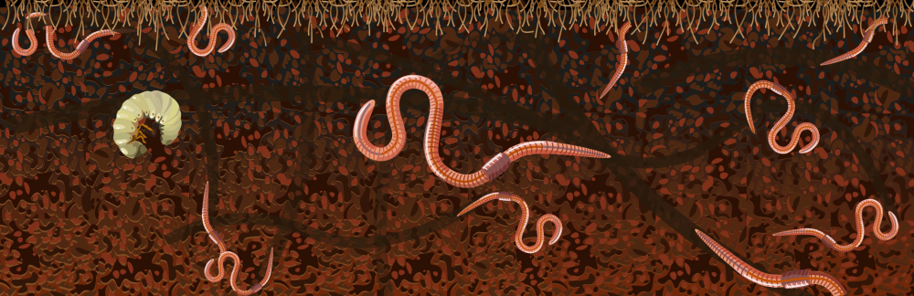 Biology: All About Earthworms: Level 1 activity for kids | PrimaryLeap ...
