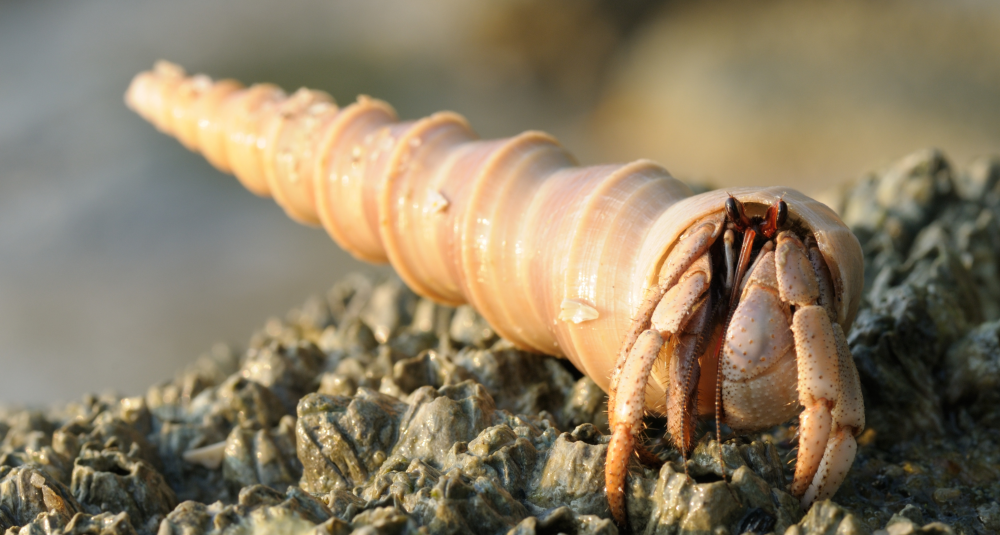 Biology: Hermit Crab: Level 2 activity for kids | PrimaryLeap.co.uk