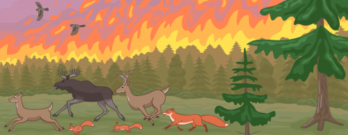 Geography: Forest Fires: Level 1 activity for kids | PrimaryLeap.co.uk