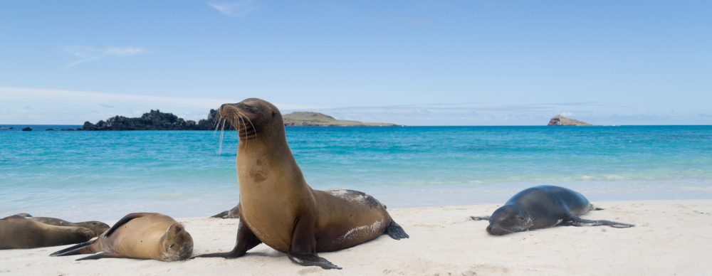 Geography: Galapagos Islands: Level 1 activity for kids | PrimaryLeap.co.uk