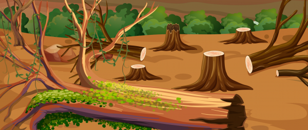 Geography: Deforestation: Level 1 activity for kids | PrimaryLeap.co.uk