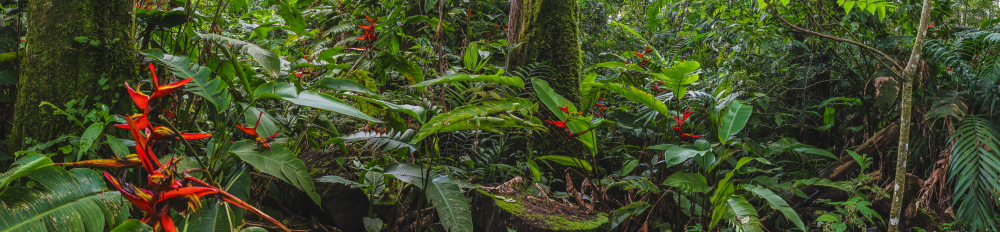 Geography: Amazon Rainforest: Level 1 activity for kids | PrimaryLeap.co.uk