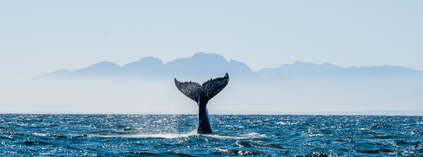 Biology: Humpback Whale: Level 1 activity for kids | PrimaryLeap.co.uk