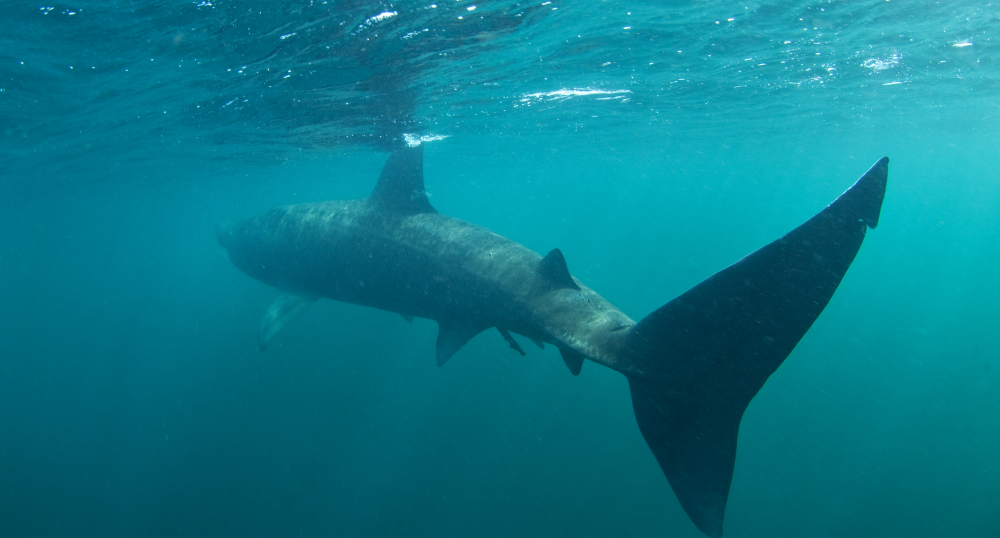 Biology: Basking Shark: Level 1 activity for kids | PrimaryLeap.co.uk