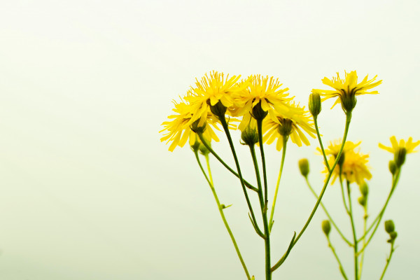 Biology: Parts Of A Flower: Level 1 activity for kids | PrimaryLeap.co.uk