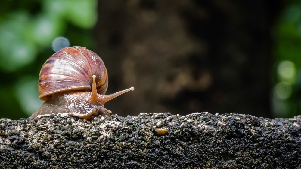 Biology: All About Molluscs: Level 1 activity for kids | PrimaryLeap.co.uk
