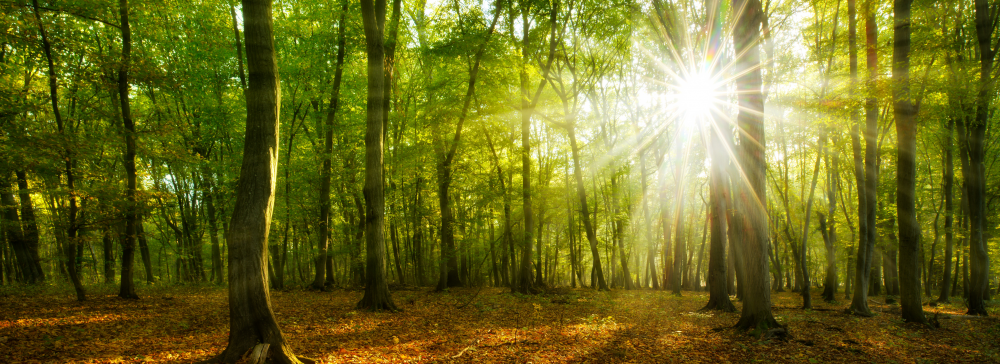 Physics: How Light Behaves: Level 1 activity for kids | PrimaryLeap.co.uk