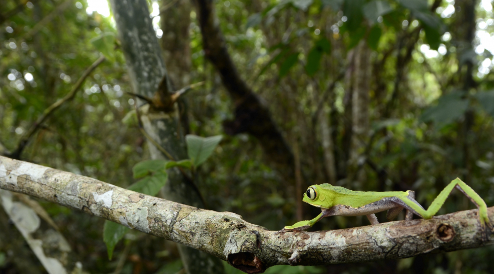 Geography: Amazon Rainforest: Level 1 activity for kids | PrimaryLeap.co.uk