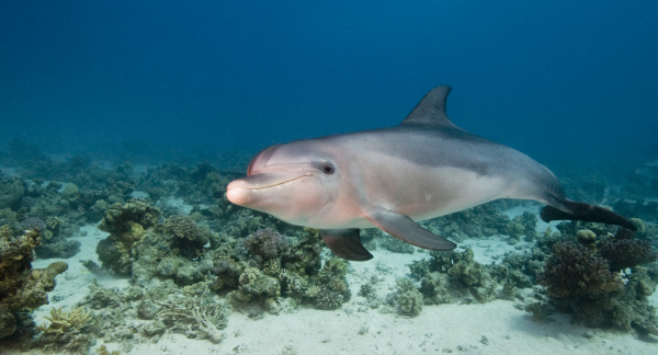 Biology: Bottlenose Dolphin: Level 1 activity for kids | PrimaryLeap.co.uk