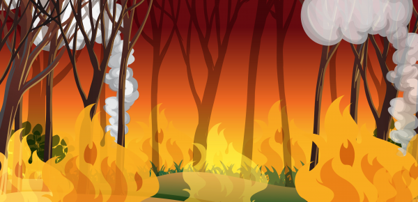 Geography: Forest Fires: Level 2 activity for kids | PrimaryLeap.co.uk