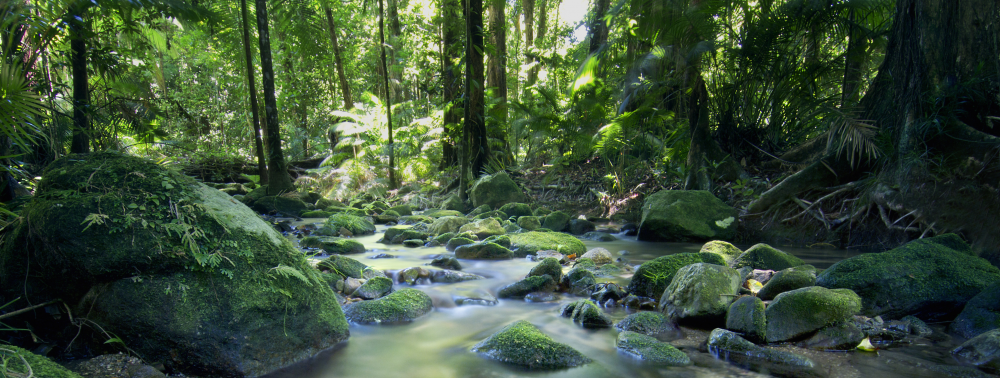 Geography: Daintree Rainforest: Level 1 activity for kids | PrimaryLeap ...