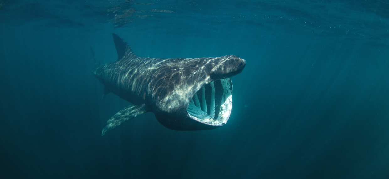 Biology: Basking Shark: Level 1 activity for kids | PrimaryLeap.co.uk