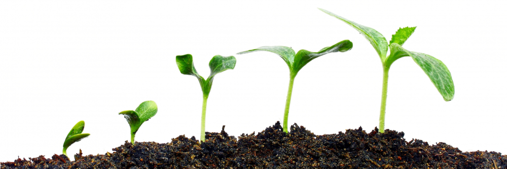 Biology: How Plants Grow: Level 1 activity for kids | PrimaryLeap.co.uk