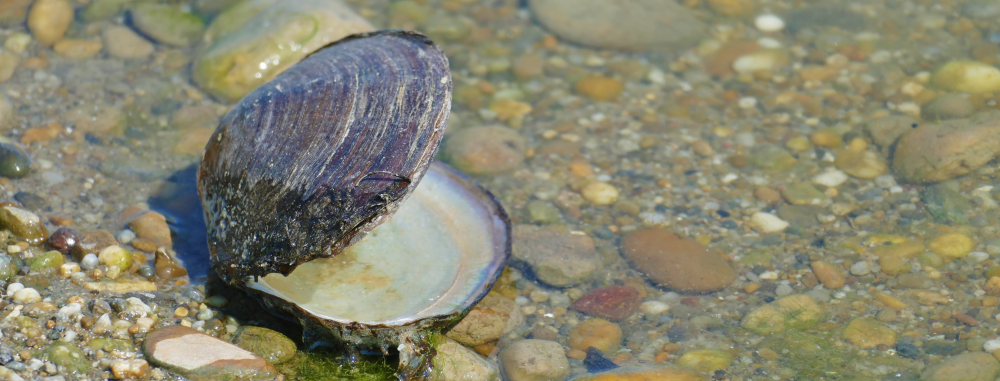 Biology: All About Molluscs: Level 1 activity for kids | PrimaryLeap.co.uk