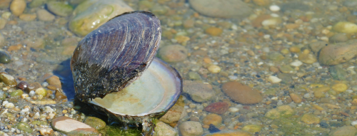 Biology: All About Molluscs: Level 1 activity for kids | PrimaryLeap.co.uk