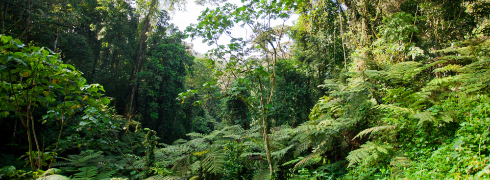 Geography: Congo Rainforest: Level 1 activity for kids | PrimaryLeap.co.uk
