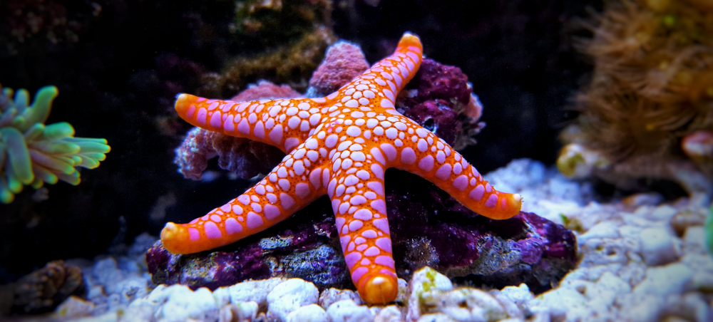 Biology: Starfish: Level 2 activity for kids | PrimaryLeap.co.uk
