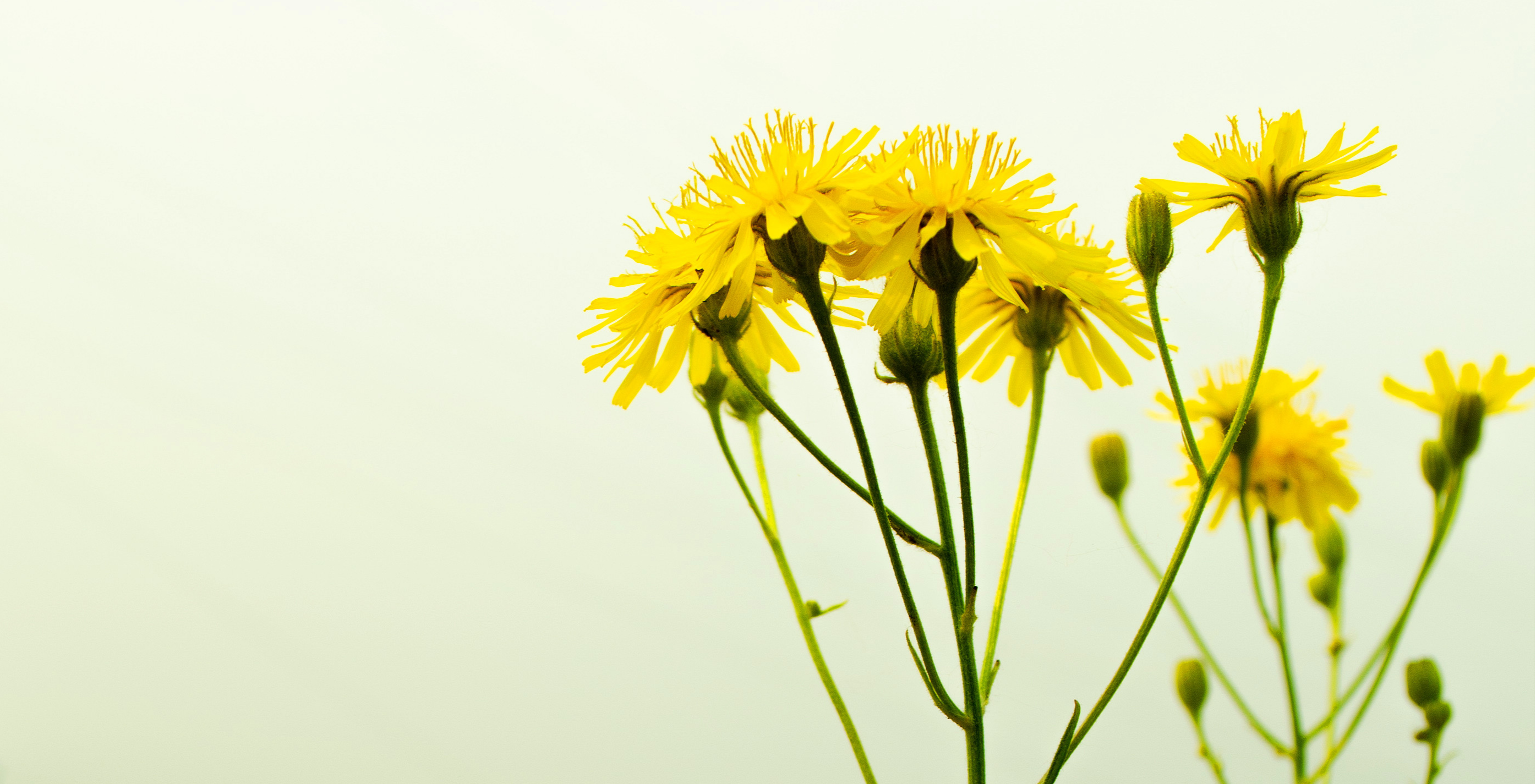 Biology: Parts Of A Flower: Level 1 activity for kids | PrimaryLeap.co.uk