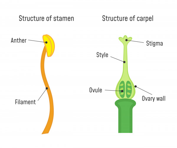 Biology: Parts Of A Flower: Level 1 activity for kids | PrimaryLeap.co.uk