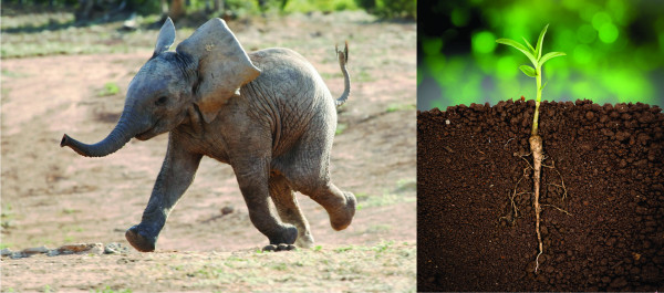 Biology: Plant And Animal Differences: Level 1 activity for kids ...