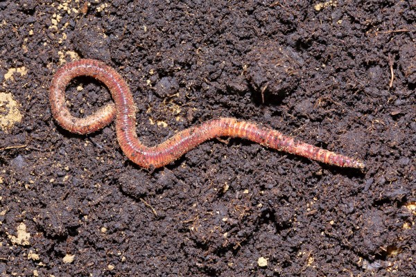 Biology: All About Earthworms: Level 1 activity for kids | PrimaryLeap ...