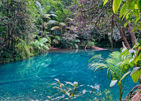 Geography: Daintree Rainforest: Level 2 activity for kids | PrimaryLeap ...
