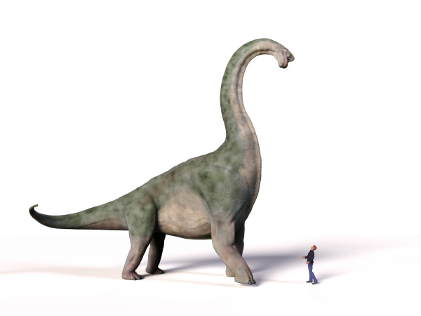 History: Brachiosaurus: Level 1 activity for kids | PrimaryLeap.co.uk
