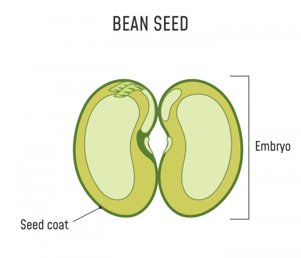 Biology: Seed Dispersal And Germination: Level 1 activity for kids ...