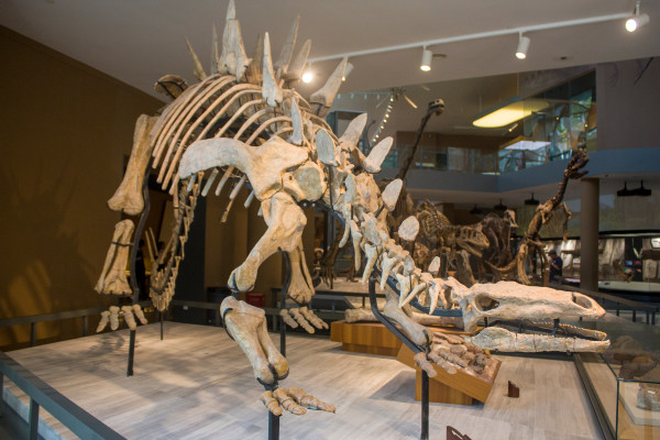 History: Stegosaurus: Level 1 activity for kids | PrimaryLeap.co.uk