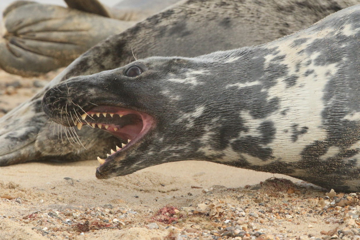 Biology: Grey Seal: Level 2 activity for kids | PrimaryLeap.co.uk