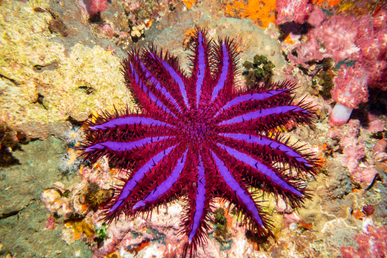 Biology: Starfish: Level 1 activity for kids | PrimaryLeap.co.uk