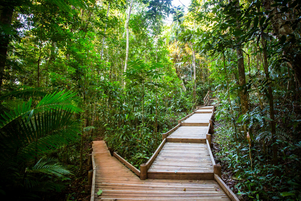 Geography: Daintree Rainforest: Level 2 activity for kids | PrimaryLeap ...