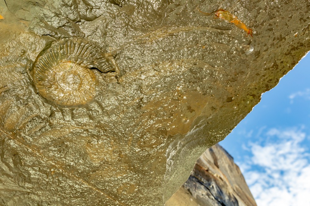 Chemistry: Fossils: Level 2 activity for kids | PrimaryLeap.co.uk