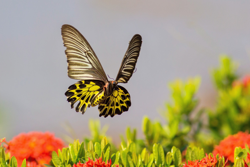 Biology: Life Cycle Of A Butterfly: Level 2 activity for kids ...
