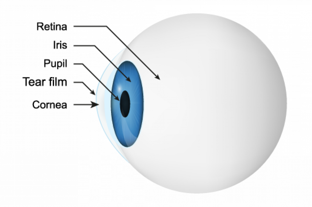 Physics: How We See Things: Level 2 activity for kids | PrimaryLeap.co.uk