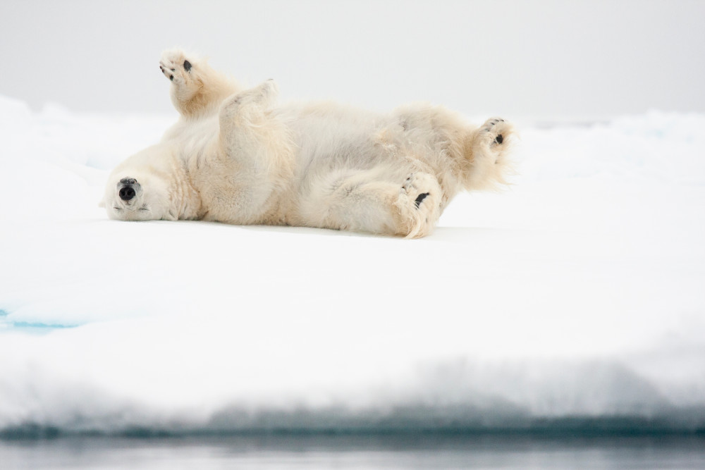 Biology: Polar Bear: Level 2 activity for kids | PrimaryLeap.co.uk