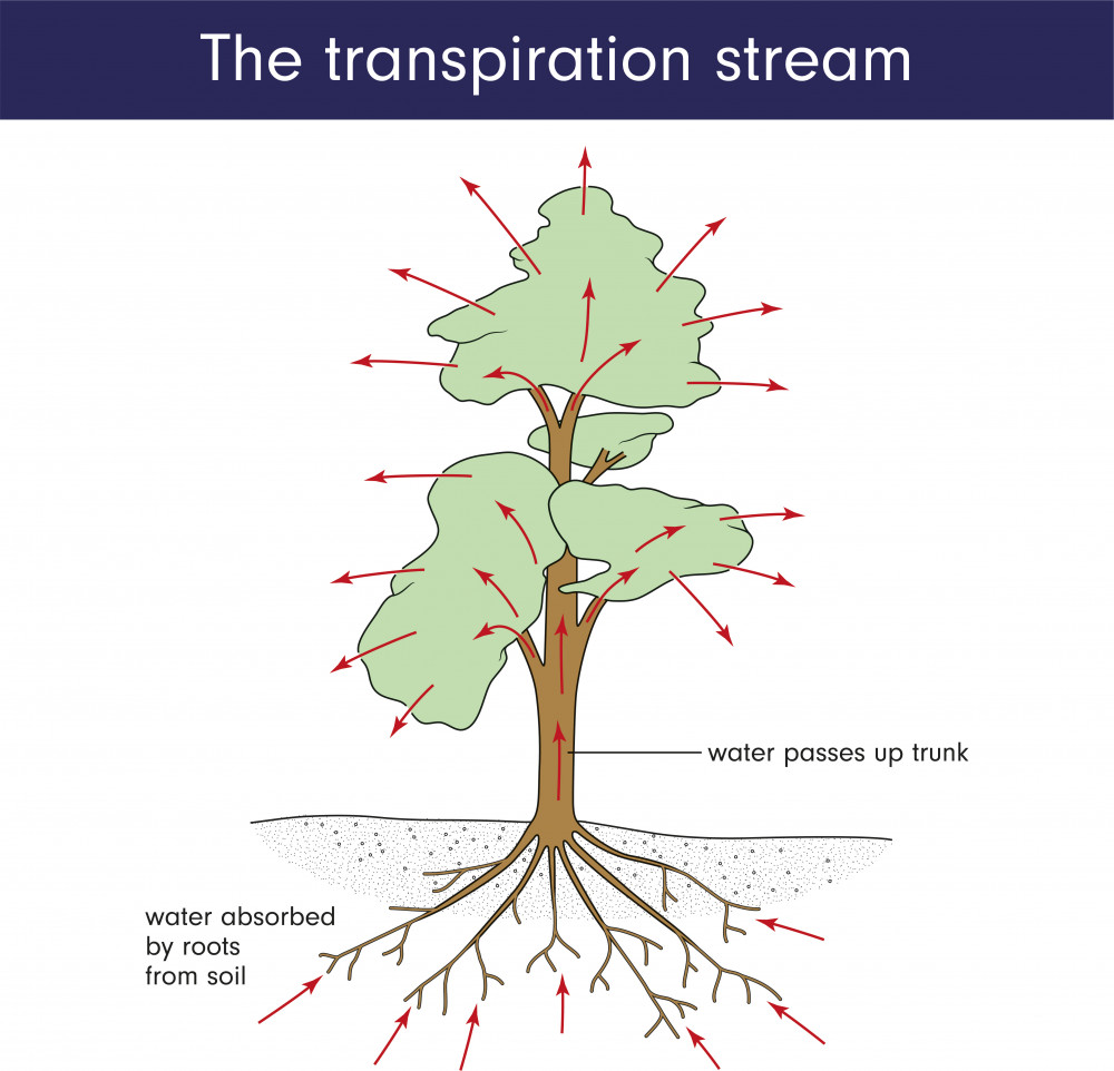 Chemistry: Evaporation: Level 2 activity for kids | PrimaryLeap.co.uk