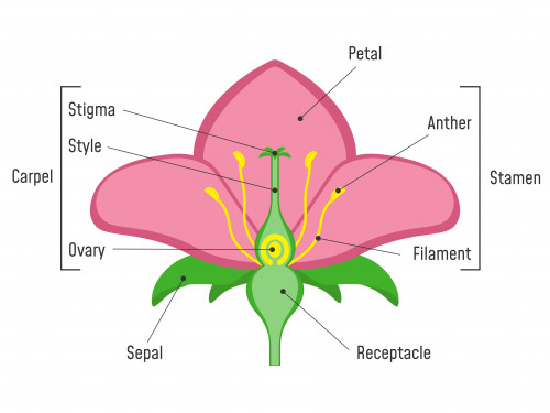 Biology: Parts Of A Flower: Level 1 activity for kids | PrimaryLeap.co.uk
