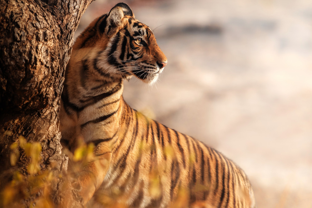 Biology: Bengal Tiger: Level 1 activity for kids | PrimaryLeap.co.uk