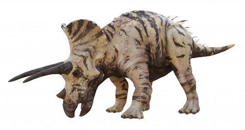 History: Triceratops: Level 1 activity for kids | PrimaryLeap.co.uk