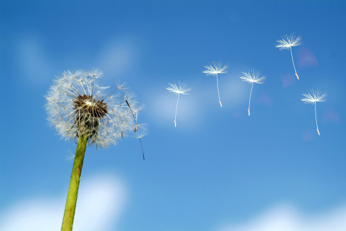 Biology: Seed Dispersal And Germination: Level 1 activity for kids ...