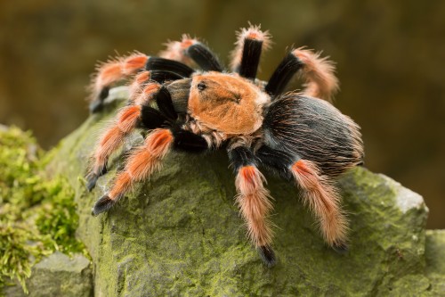 Biology: The Ear: Level 2 activity for kids | PrimaryLeap.co.uk